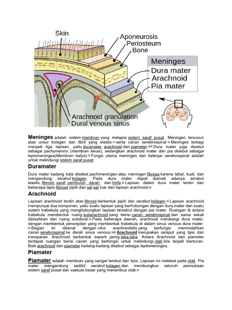 Meninges | PDF