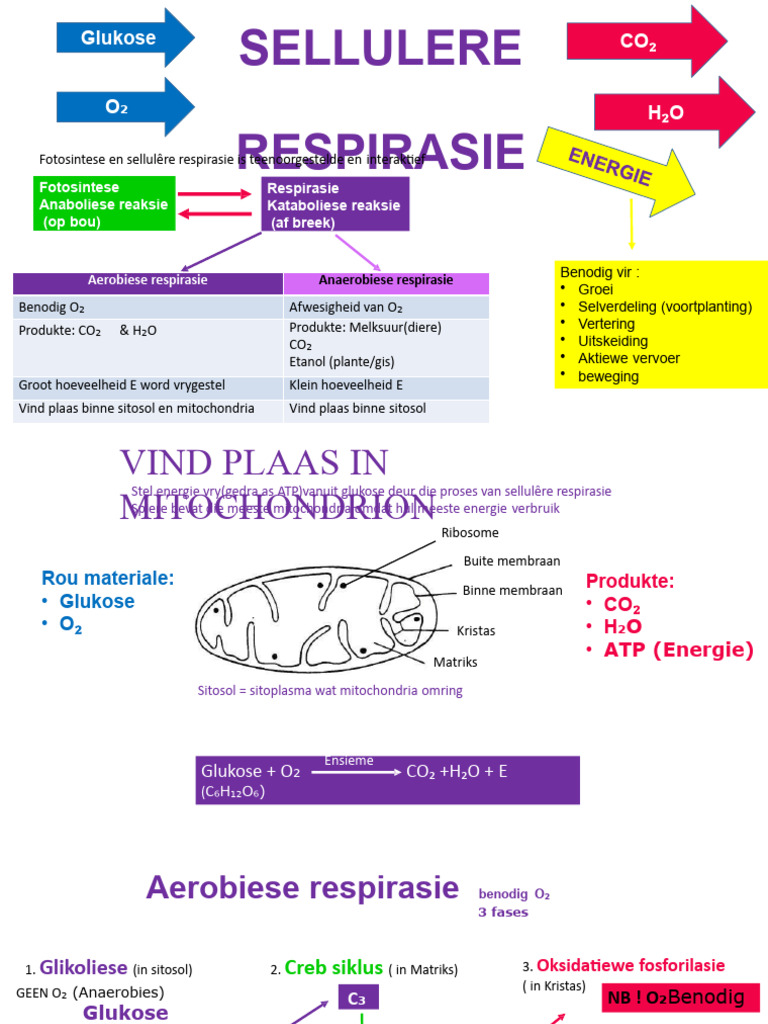 Sellulere Respirasie-1 | PDF