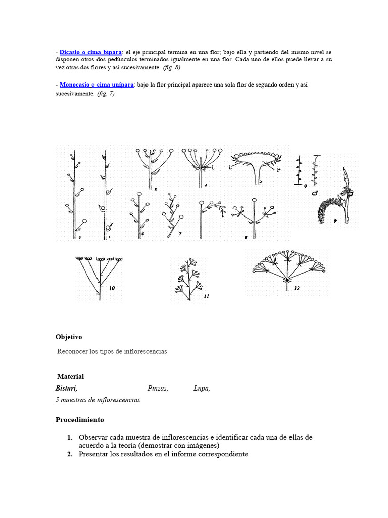 Tipos de inflorescencias en botánica | PDF | Flores | Pétalo