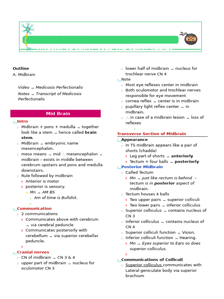 Midbrain Anatomy and Functions Guide | PDF | Brainstem | Brain