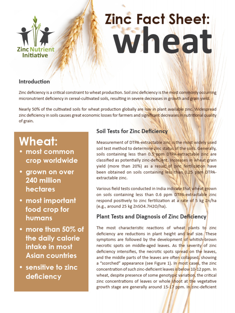 PDF WheatFactSheet-May2013 | PDF | Wheat | Fertilizer