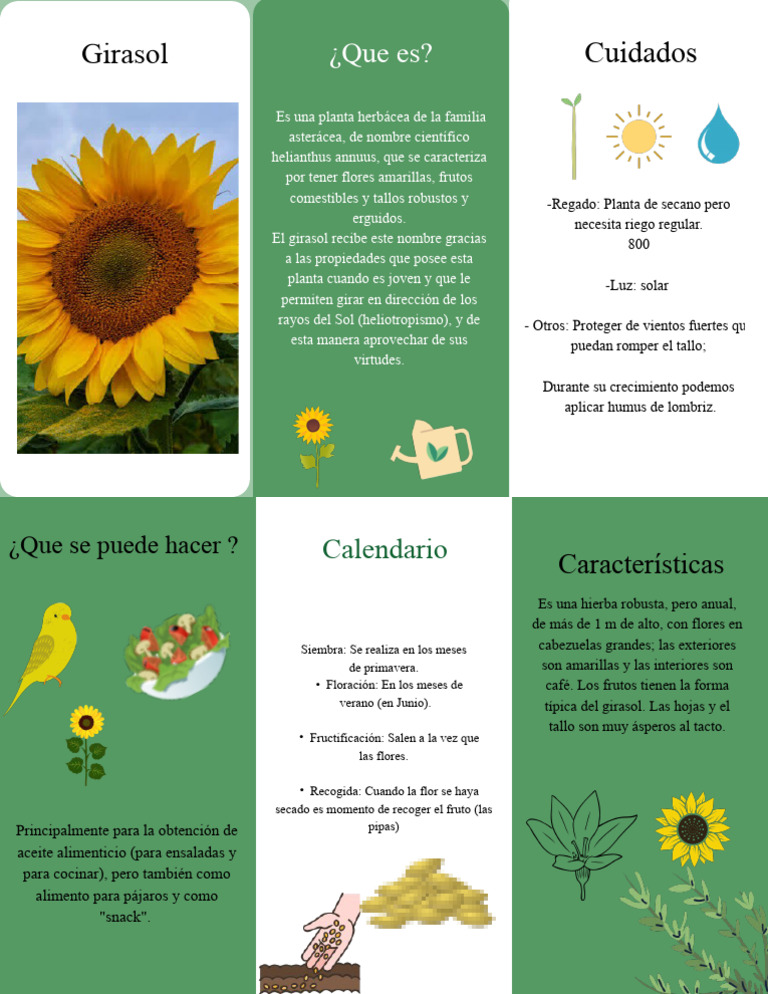 Girasol: ¿Que Es? | PDF | Plantas | Cocina vegana
