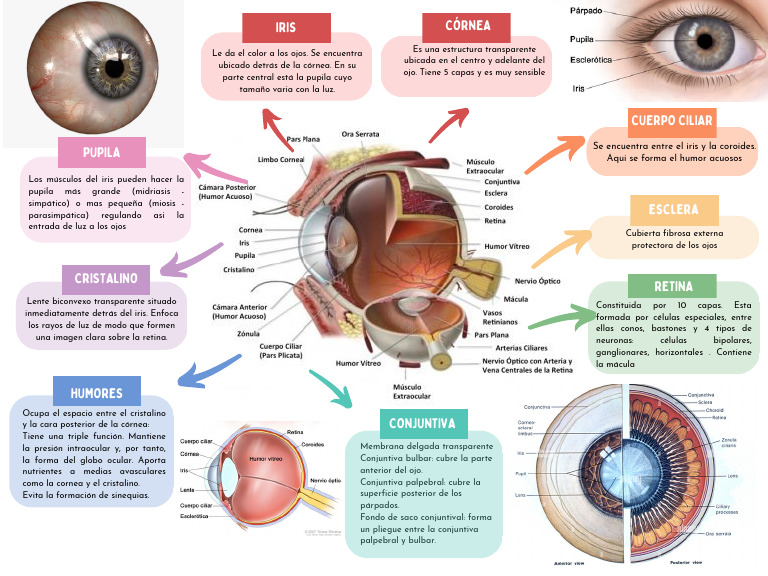Mapa Conceptual (Globo Ocular) | PDF | Ojo humano | Ligero