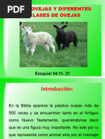 Las 8 Clases de Ovejas en La Biblia | PDF | Oveja | Dios