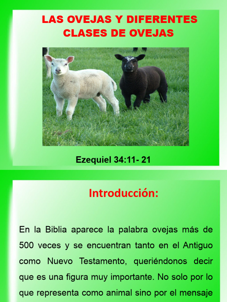 Clases de Ovejas Jim | Descargar gratis PDF | Oveja | Pastor