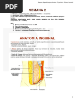 Anatomia Clínica Da Região Inguinal | PDF | Testículo | Anatomia