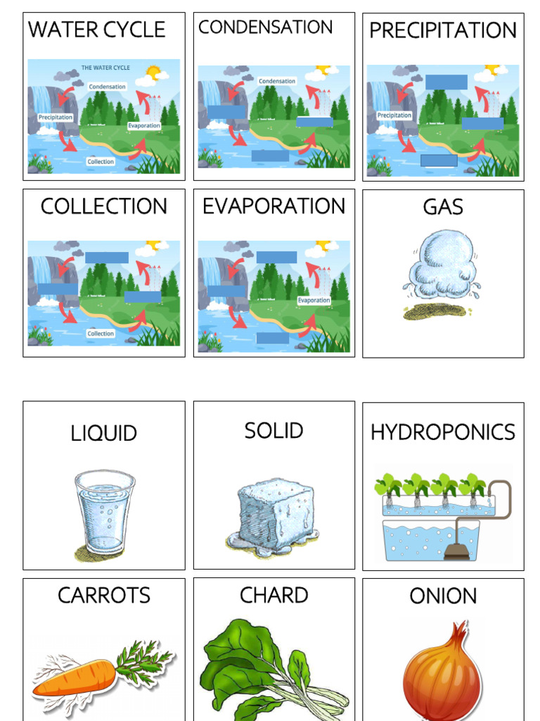 Water Cycle and Hydroponic Plants Guide | PDF