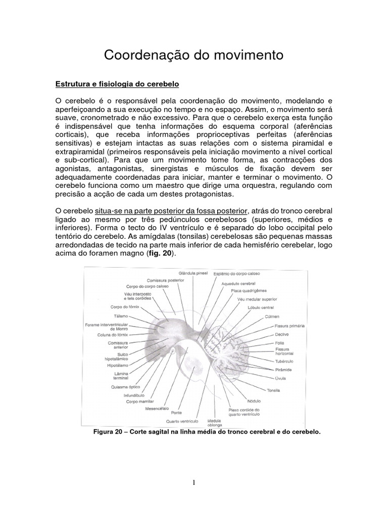 Doc Apoio A Aula Prática De Coordenação Pdf Cerebelo Anatomia