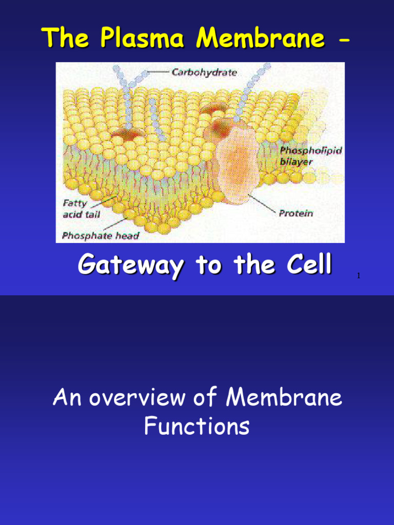 BSC 108 Cellular Membrane | PDF | Cell Membrane | Cell Biology