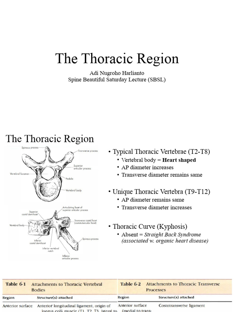Overview of the Thoracic Region Anatomy | PDF | Social Science | Travel
