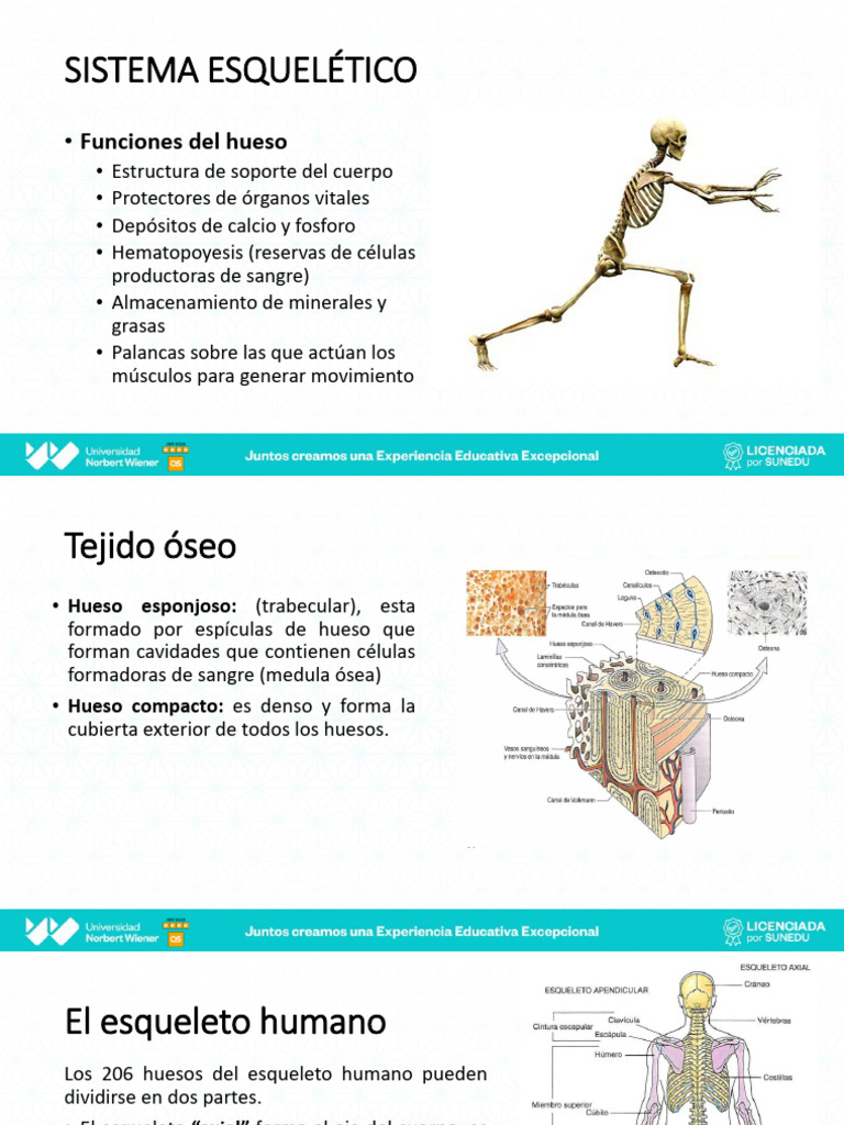 CLASE 4_Sistema Esquelético y Articulaciones | PDF | Articulación | Hueso