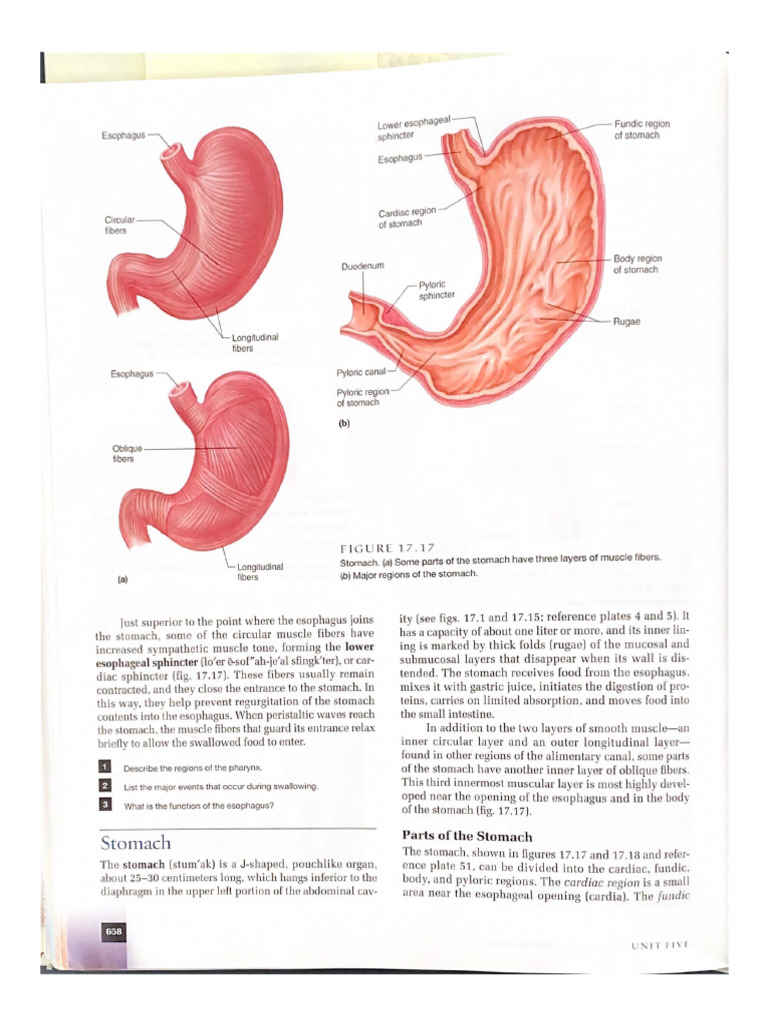 CH 17 Alimentary Canal II Stomach Pancreas Liver | PDF