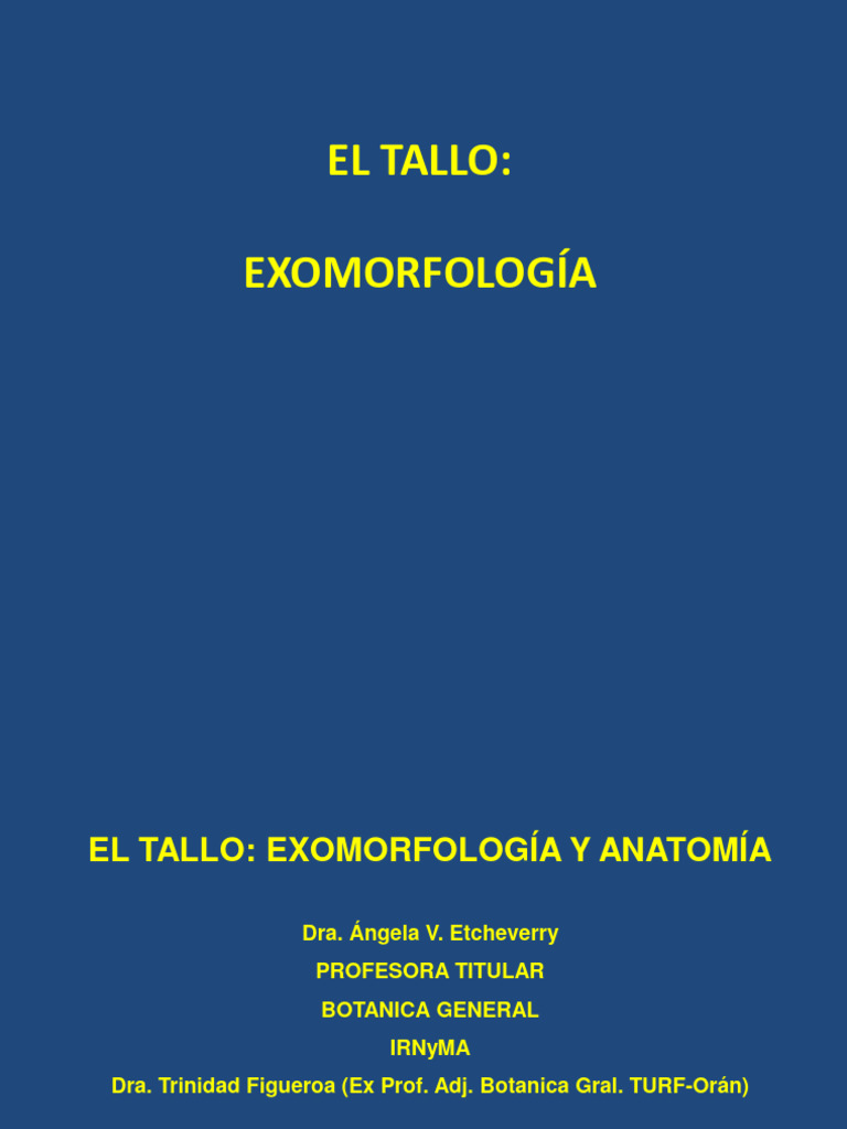 Exomorfología y Funciones del Tallo | PDF | Tallo de la planta | Hoja