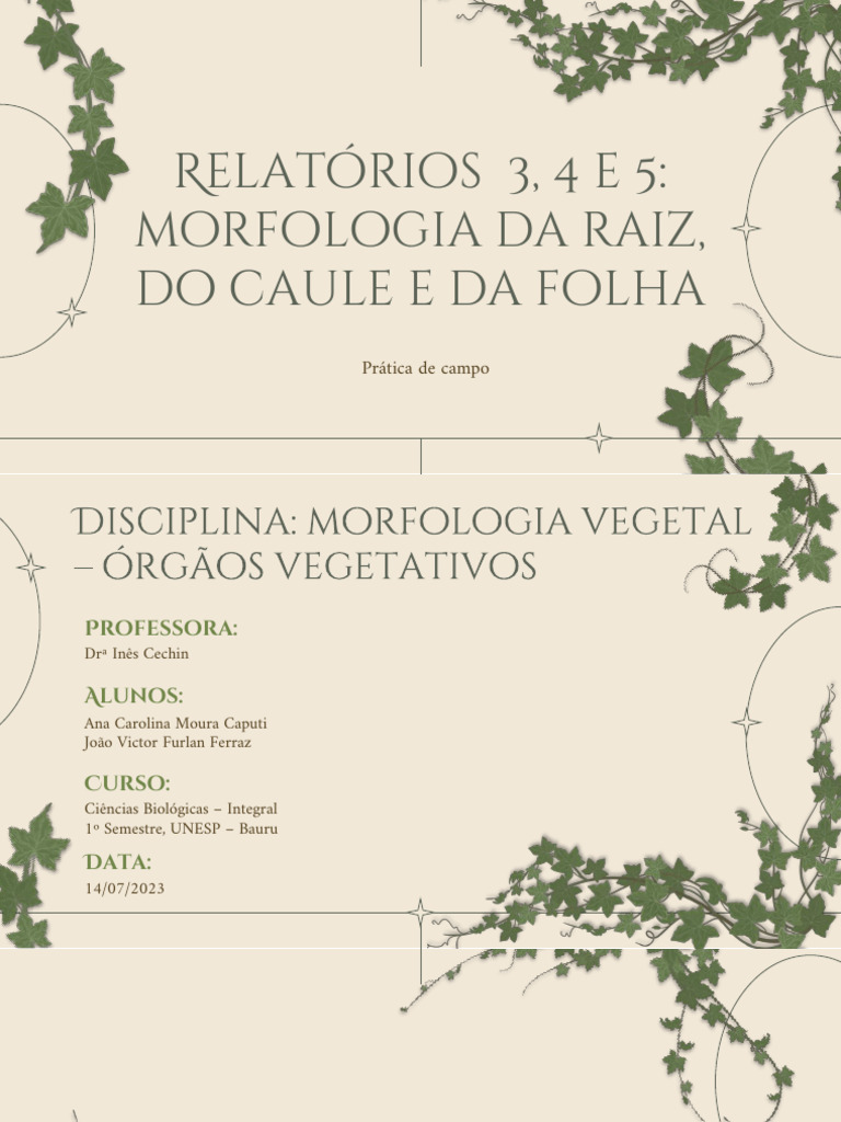 Morfologia da Raiz e Caule do Milho | PDF | Folha | Raiz