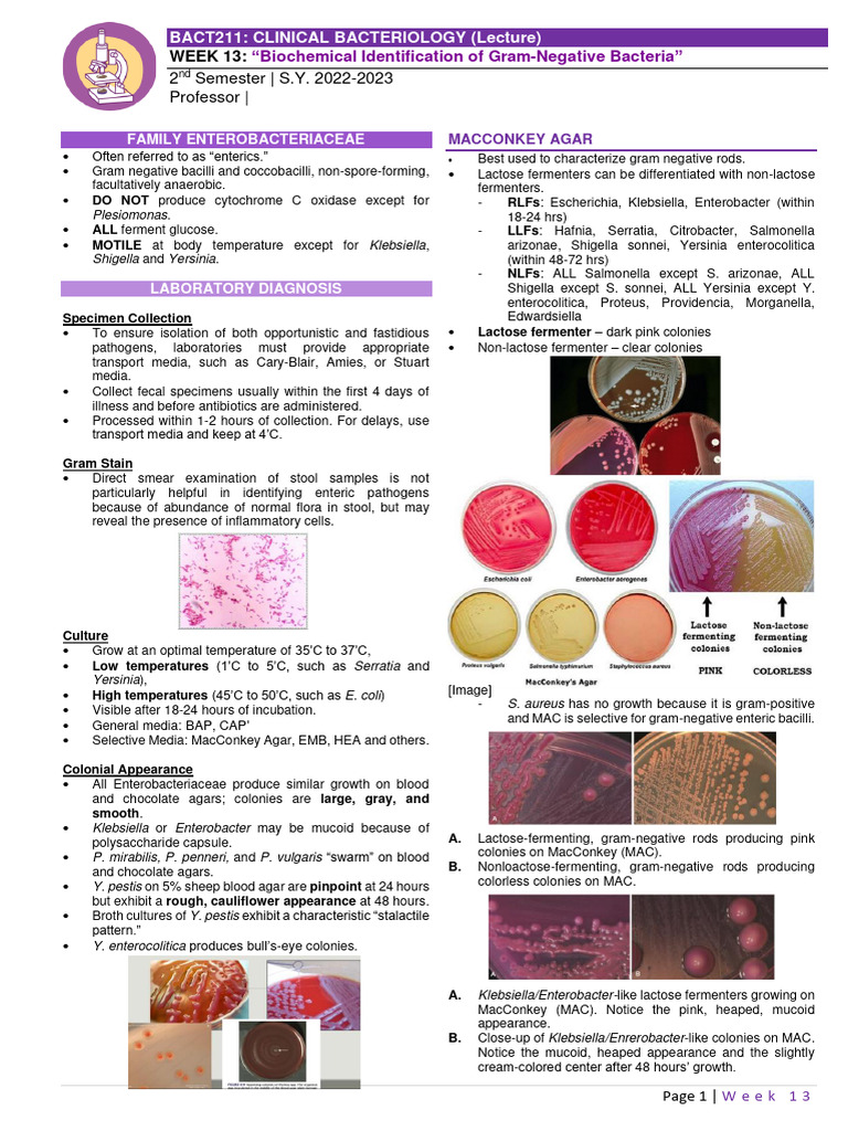 Biochemical Identification of Enterobacteriaceae | PDF