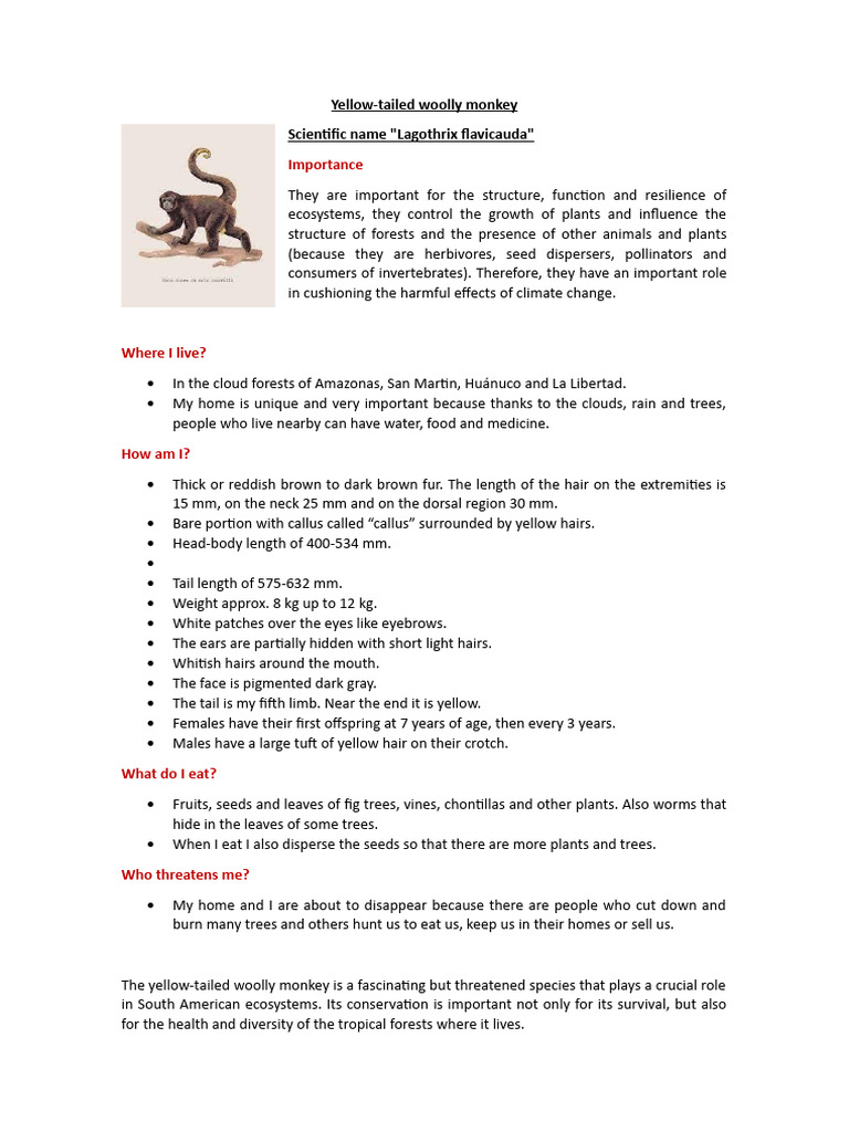 Mono Choro de Cola Amrilla Zharick | PDF