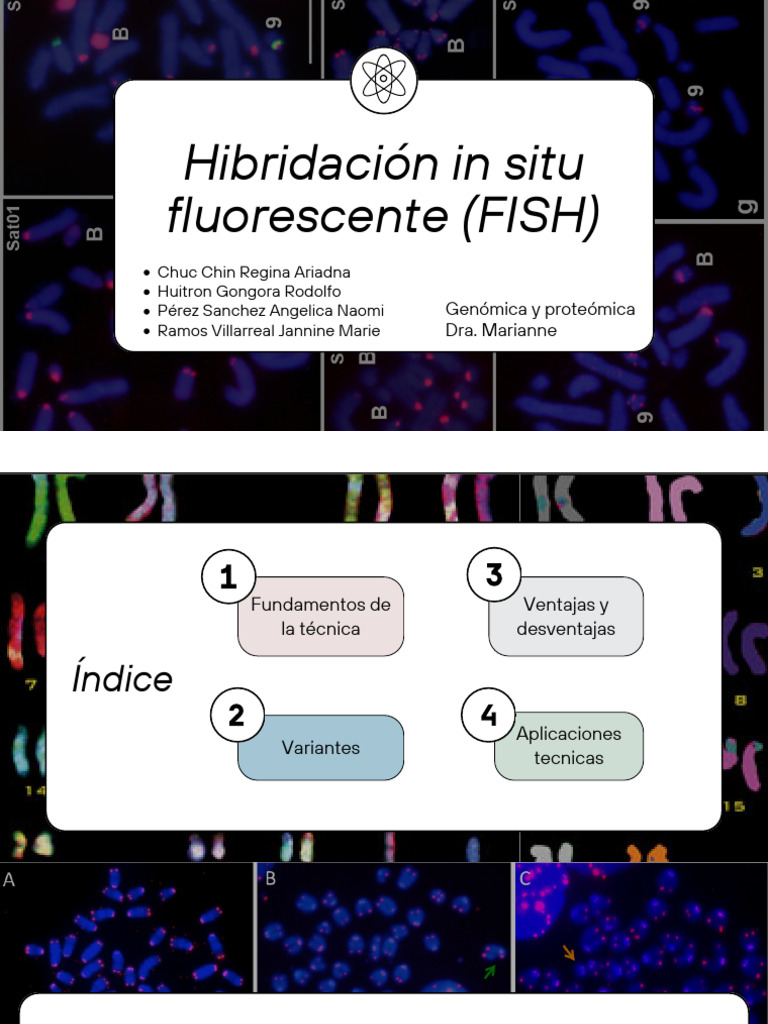 Técnica FISH - 20240506 - 173223 - 0000 | PDF | Hibridación in situ ...