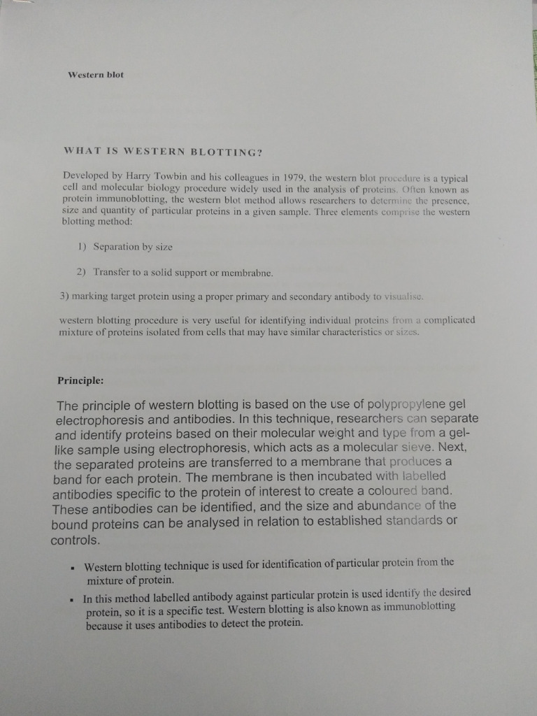 western blot | PDF