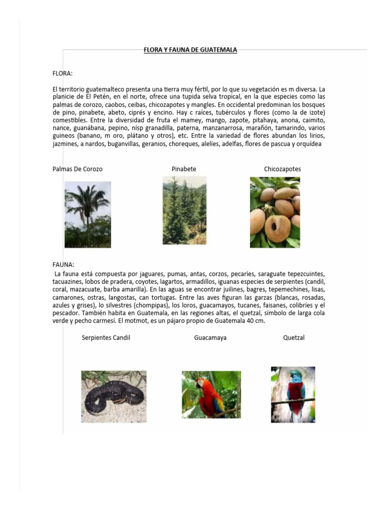 FLORA Y FAUNA de Centro America | PDF | Selva | Zona tropical