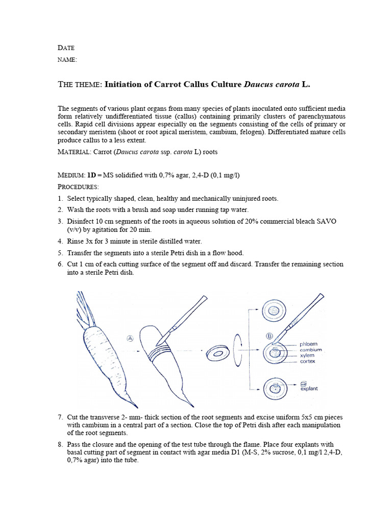 06 Callus Carrot | PDF | Root | Carrot