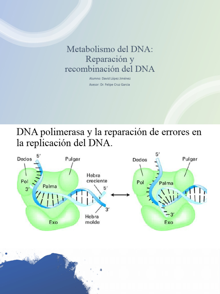Reparación y Mutación del DNA | PDF | Adn | Reparación de adn