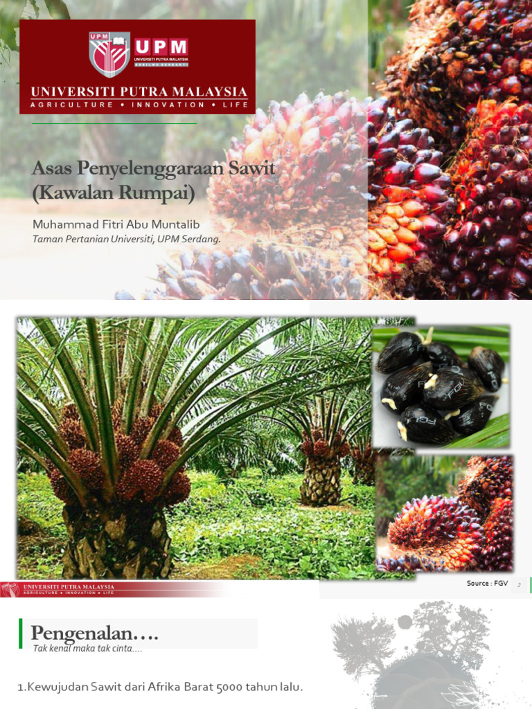 Kawalan Rumpai dalam Penyelenggaraan Sawit | PDF