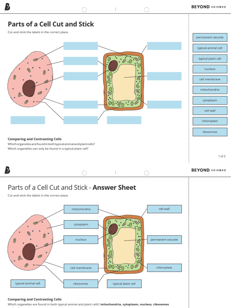 Parts of A Cell Cut and Stick Worksheet | PDF | Cell (Biology) | Cytoplasm