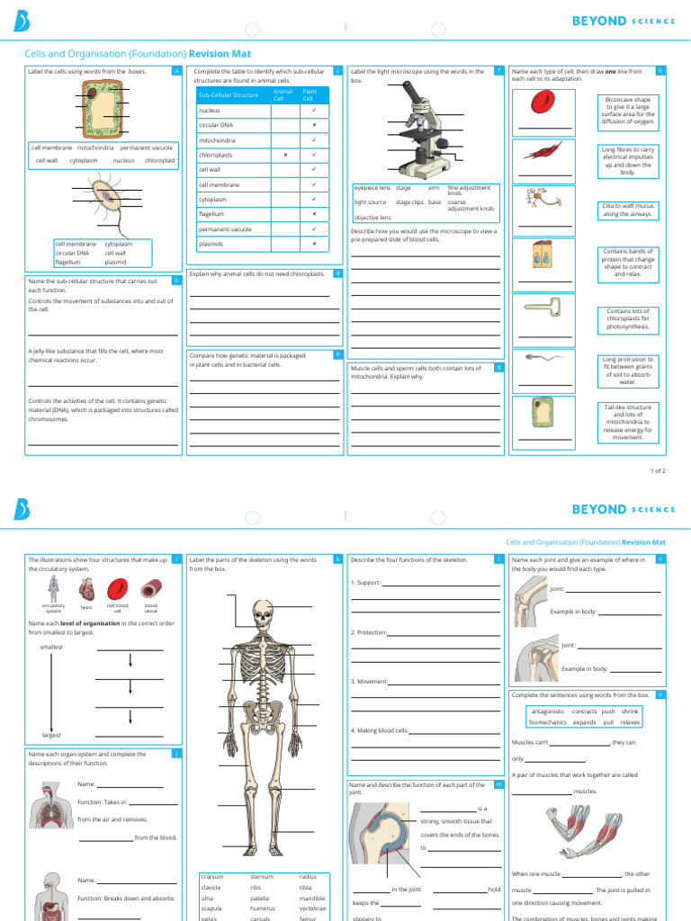 Cells and Organisation Foundation Revision Mat | PDF | Cell (Biology) | Chloroplast