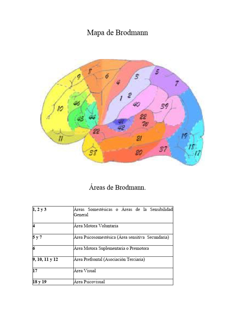 Mapa de Brodmann | PDF