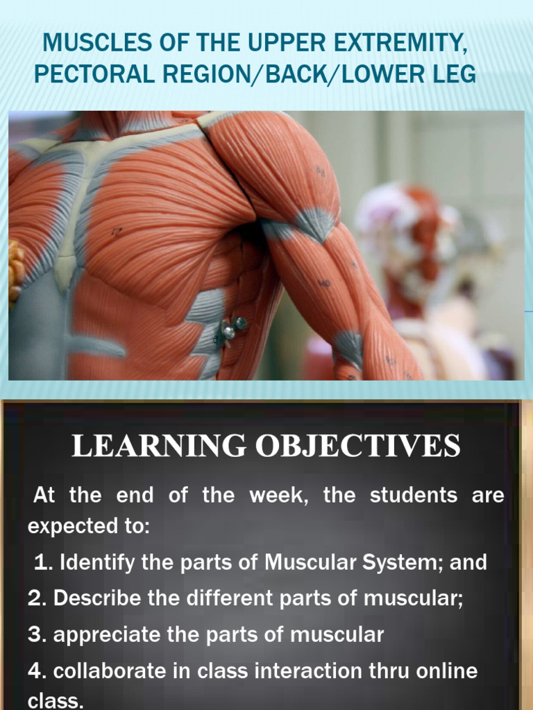 Lessson 3 4 Anatomical Bones and Muscles | Download Free PDF ...