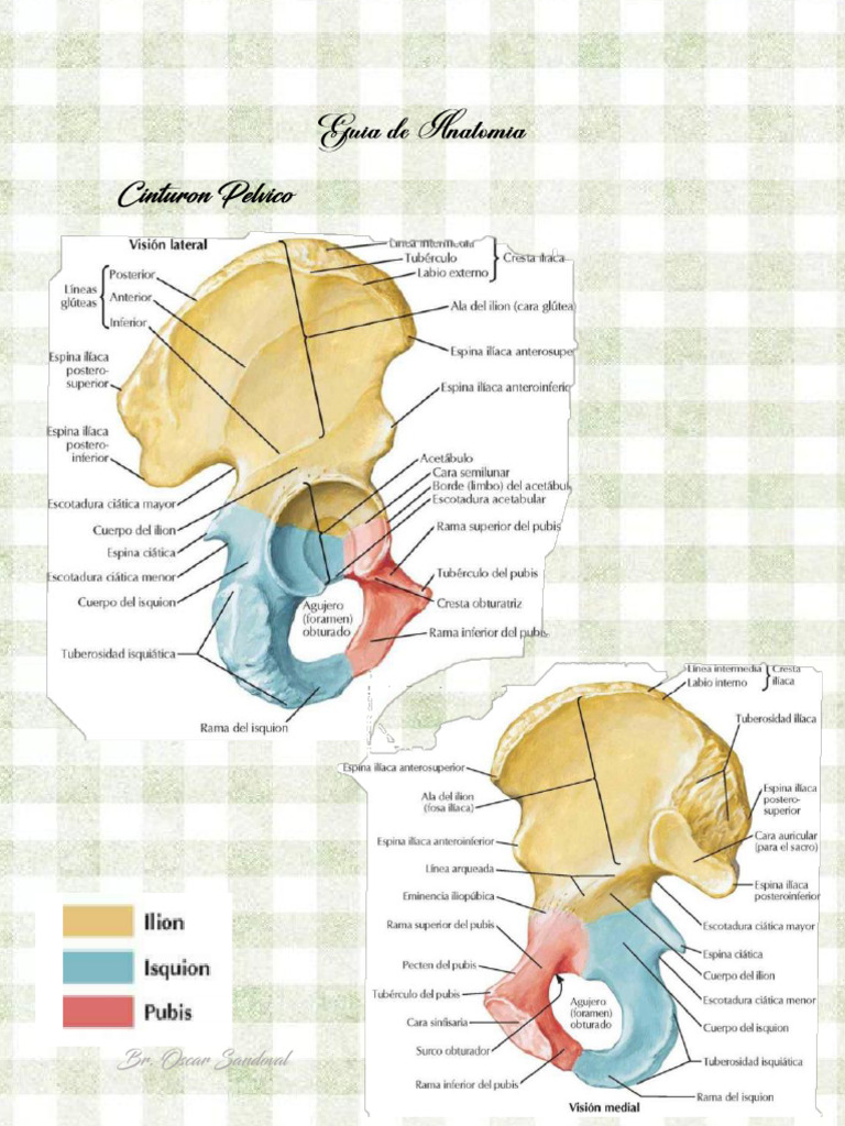 Guia de Anatomia. Pelvis | PDF | Pelvis | Articulación