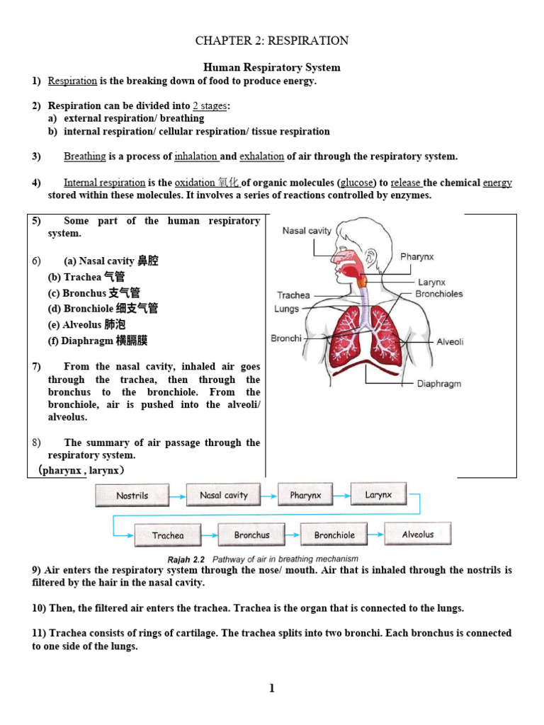 f3 Chapter 2 Respiration | PDF | Respiratory System | Respiratory Tract