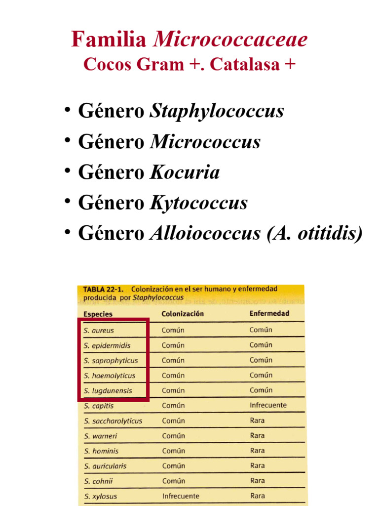 Infecciones por Estafilococo aureus | PDF | Staphylococcus Aureus ...