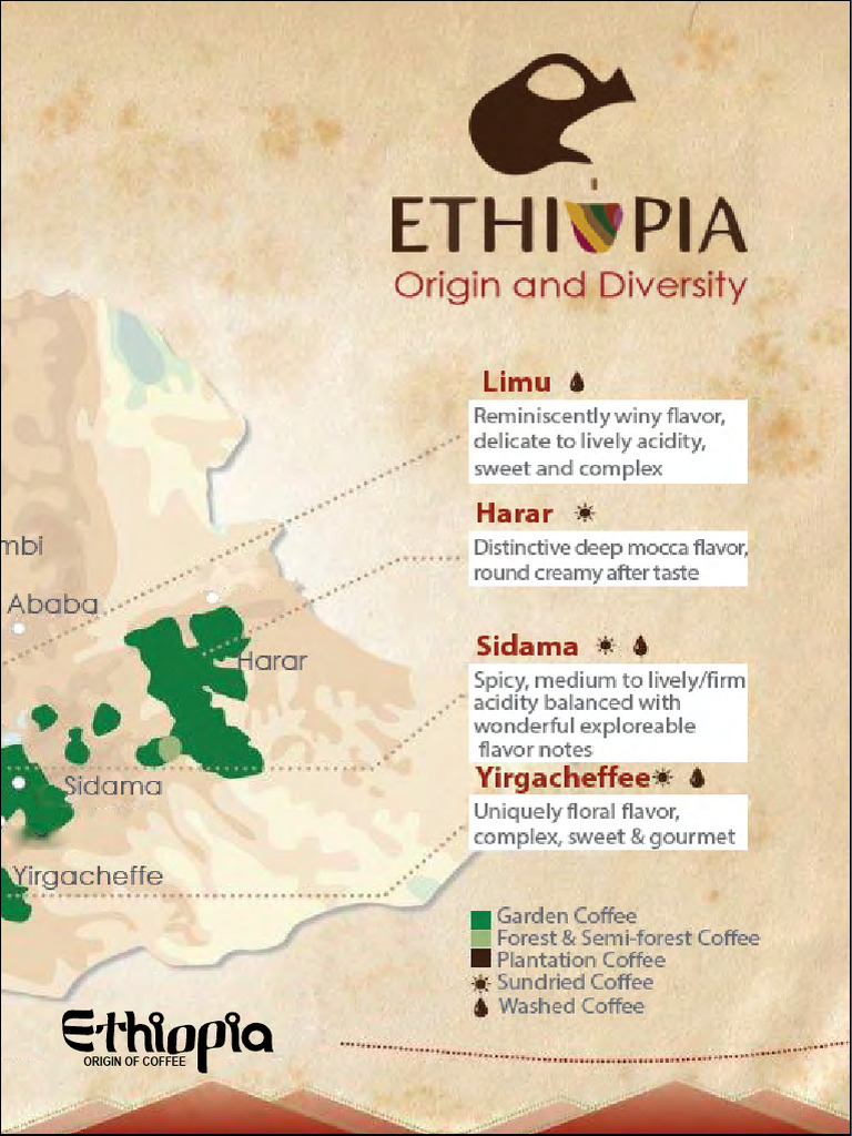 Origin of Coffee | PDF | Coffee | Ethiopia