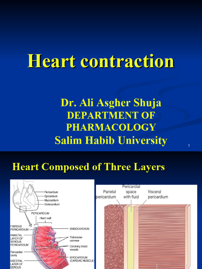 Heart Contraction | PDF | Cardiac Muscle | Heart