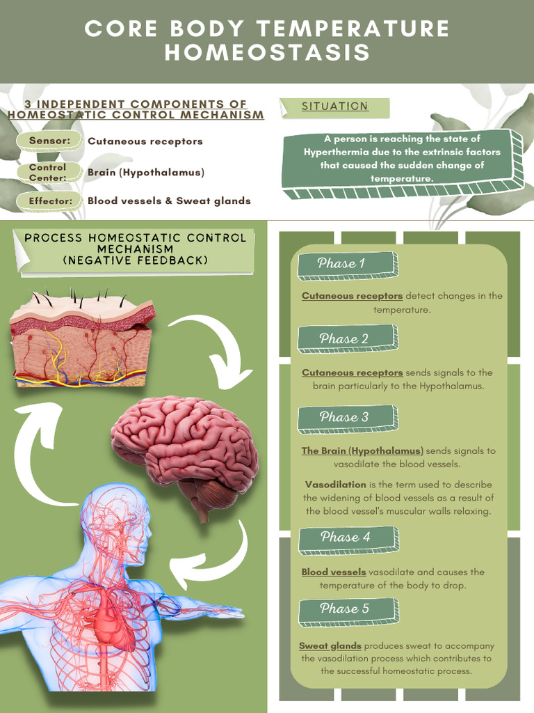 Thermoregulation Explained | PDF