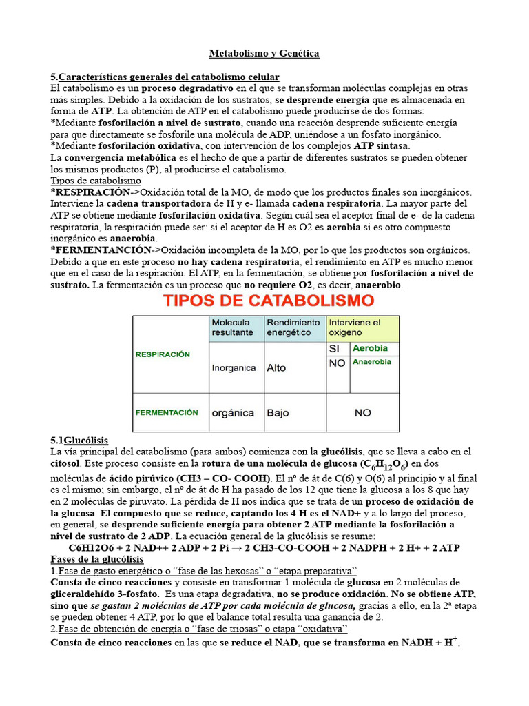 Metabolismo y Genética | PDF | Traducción (biología) | Replicación De Adn