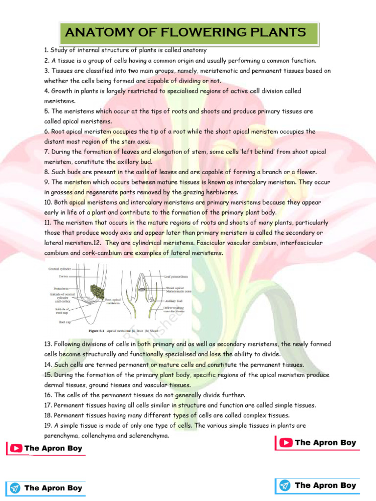 ANATOMY short notes | PDF | Leaf | Tissue (Biology)