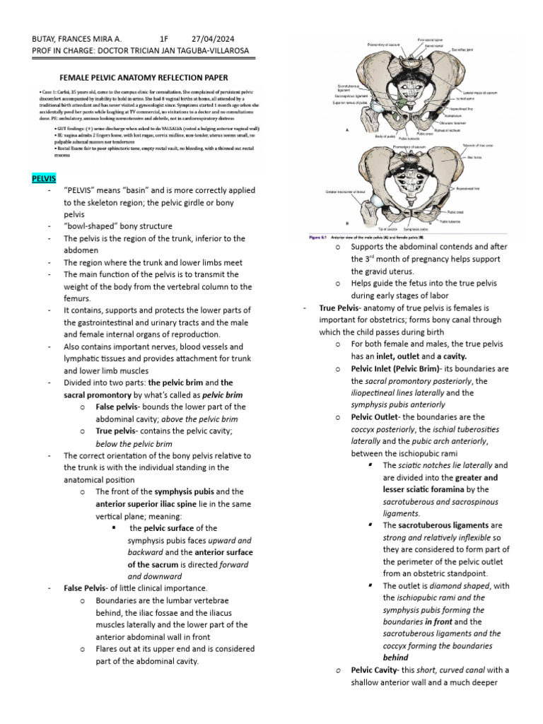 Pelvis Reviewer | PDF | Pelvis | Vertebra