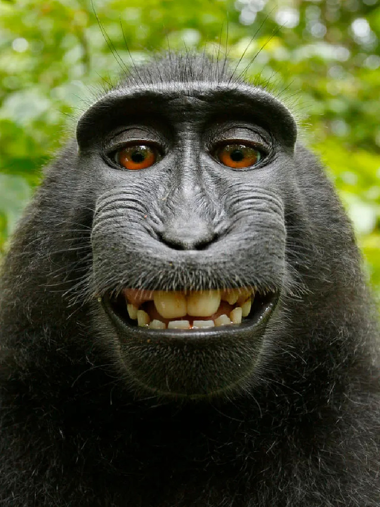 Monkey-Selfie XD | PDF