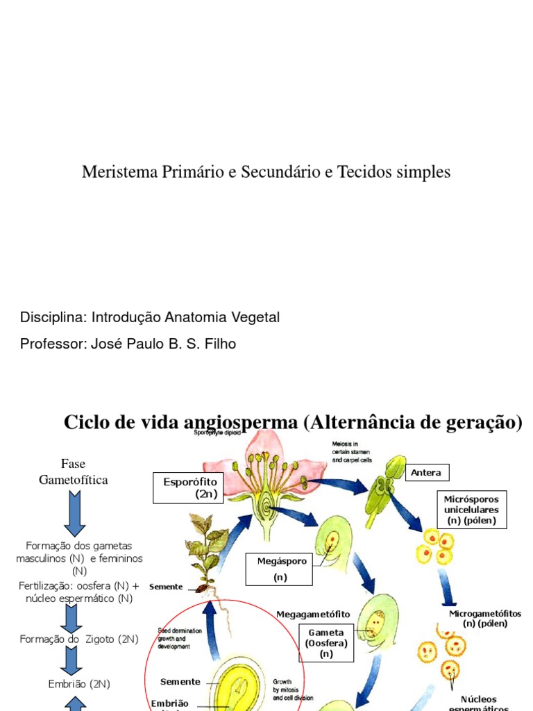 Meristema Primário e Secundário e Tecidos Simples | PDF | Botânica ...