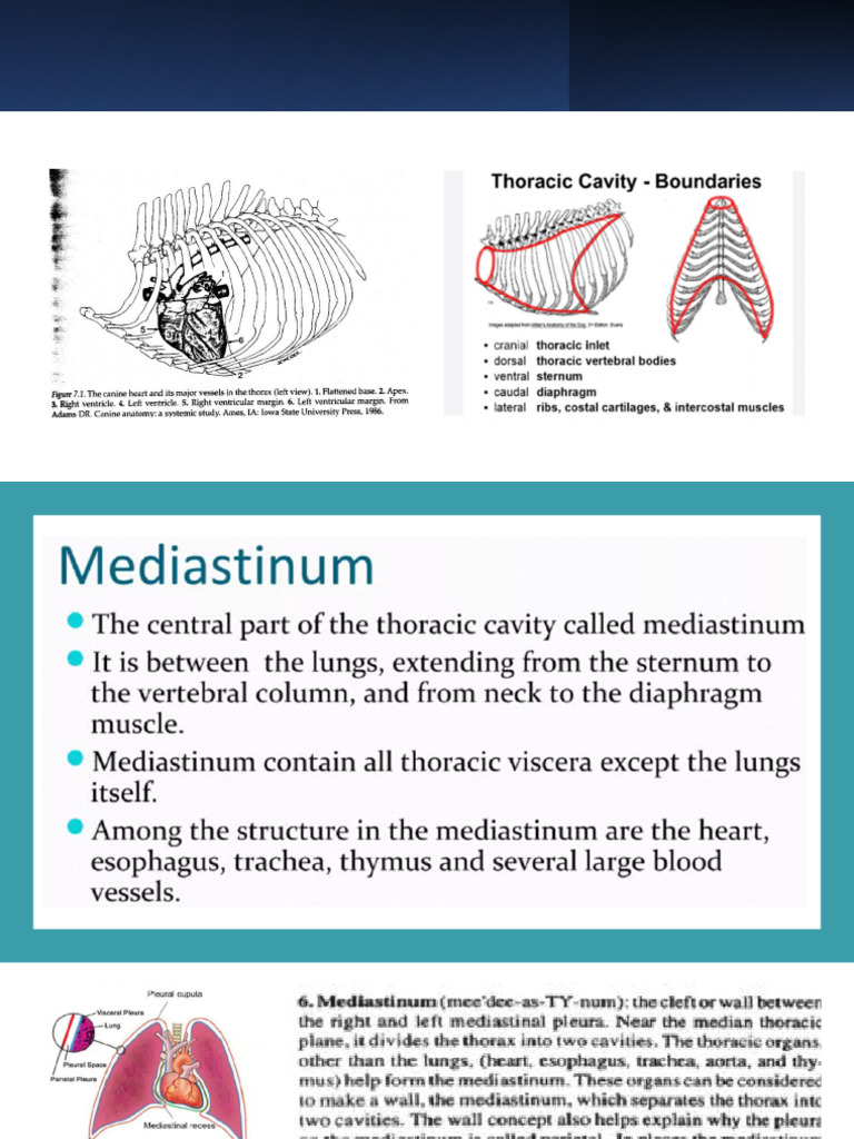 Comparative Anatomy of Animal Hearts | PDF | Artery | Heart
