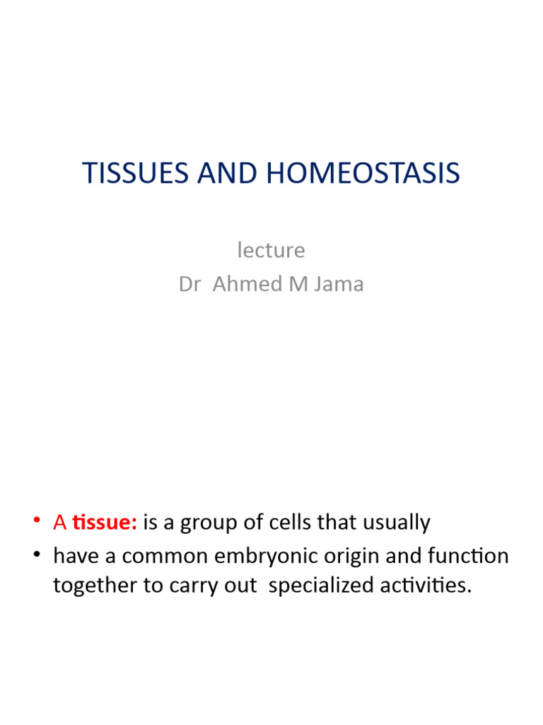 Understanding Tissues and Homeostasis | PDF | Muscle | Epithelium