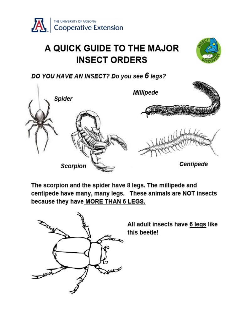Insect Discovery Short Guide Major Insect Orders | PDF | Insects | Fly