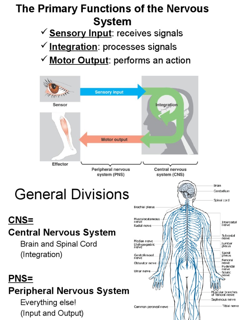 Central Nervous System Anatomy | PDF | Cerebrum | Central Nervous System