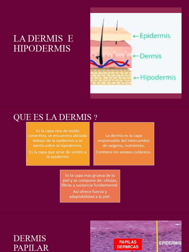 La Dermis e Hipodermis 2023-2024 | PDF | Piel | Biología