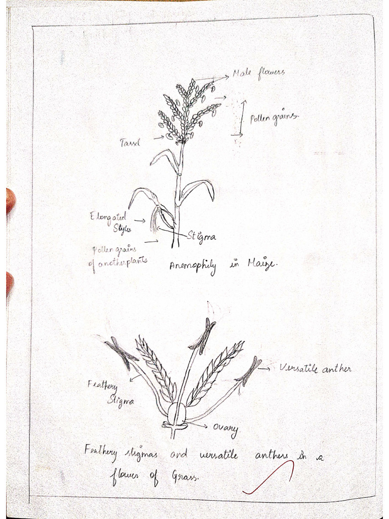 Biology - Exp 5 - Study of Adaptations of Flowers For Pollination | PDF Biology - Exp 5 - Study of Adaptations of Flowers For Pollination | PDF