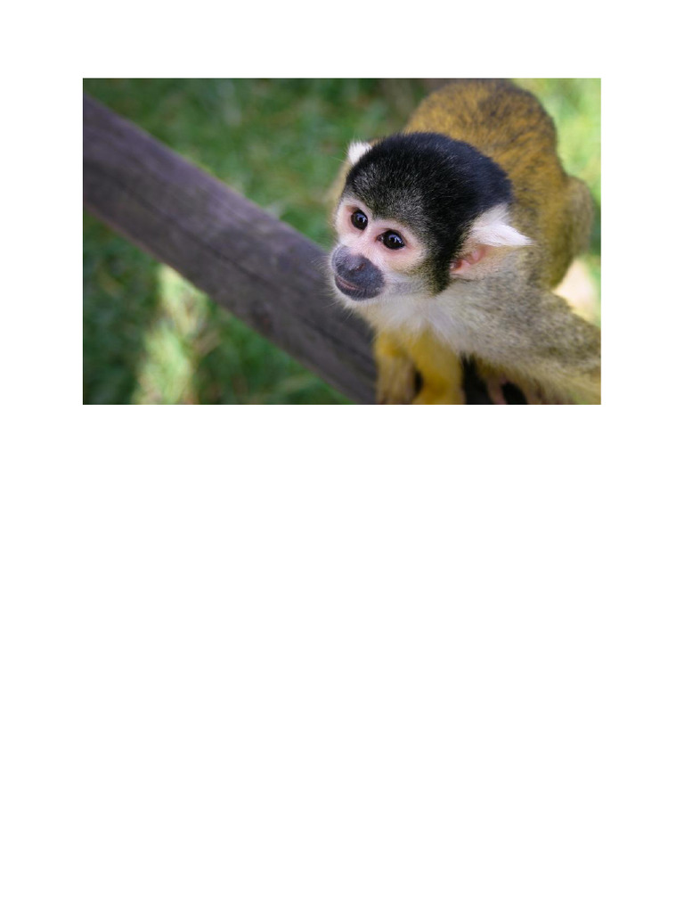 Monkey | PDF