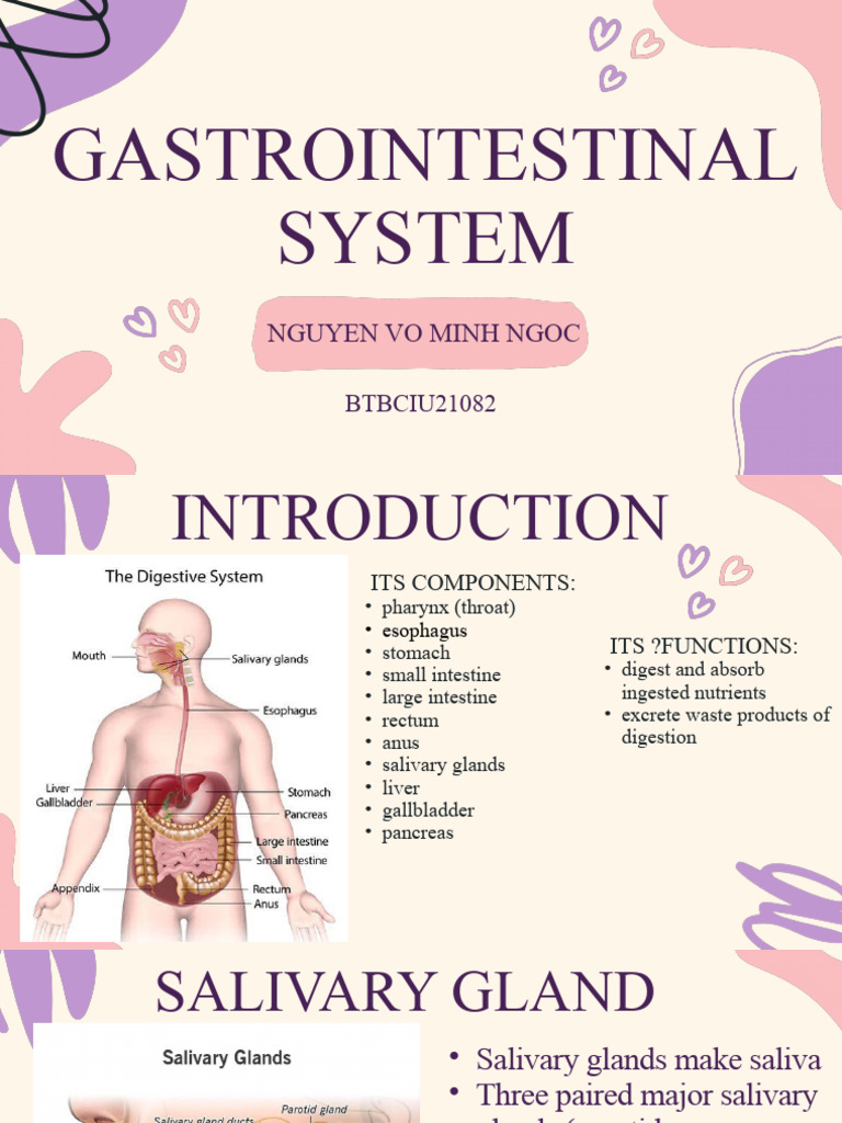 Gastrointestinal System | PDF | Pancreas | Digestion