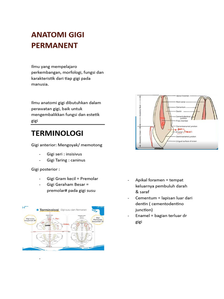 Anatomi Gigi Permanen dan Morfologinya | PDF